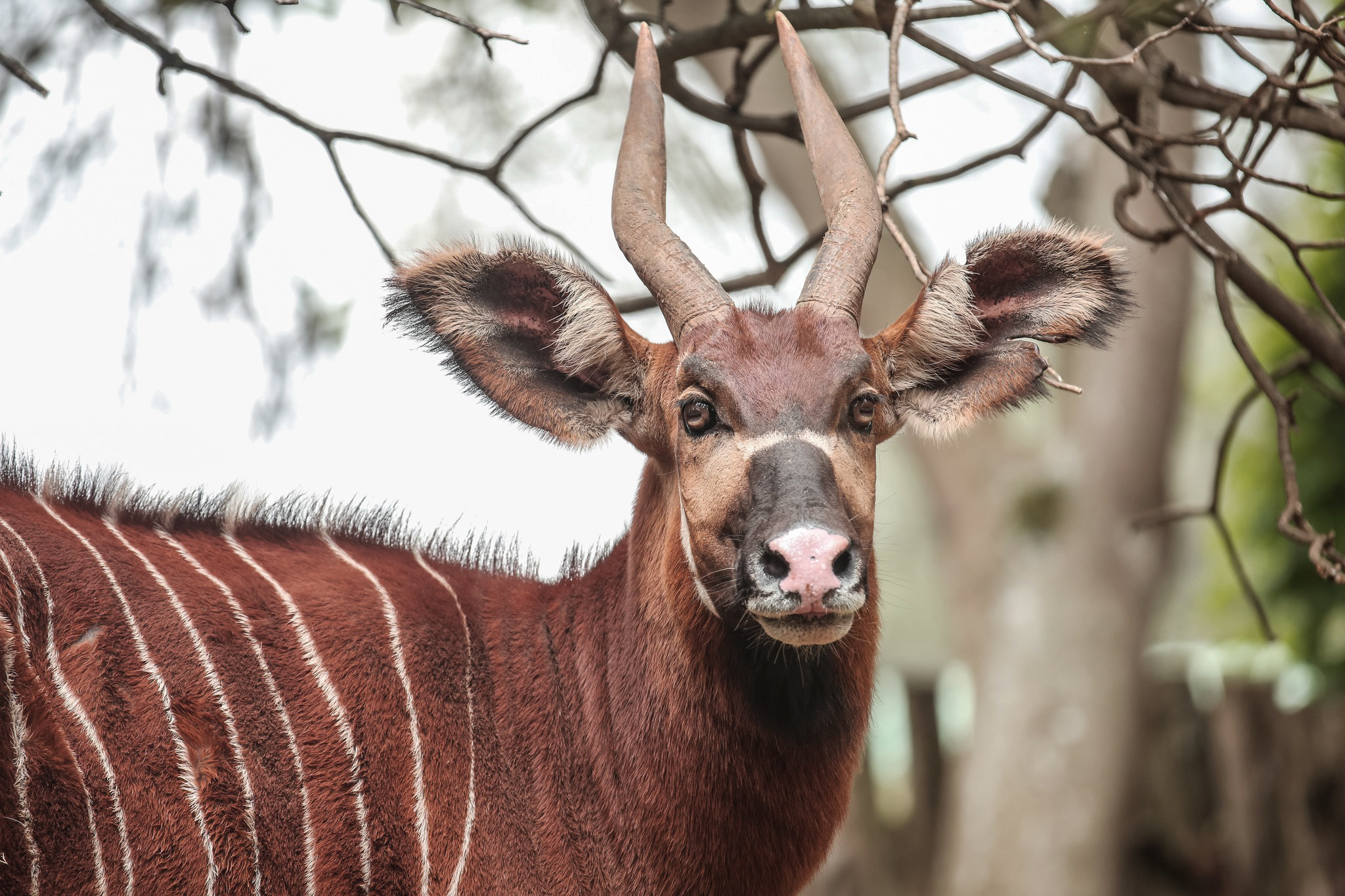 Mountain Bongo Project – Protecting Kenya’s last wild mountain bongos
