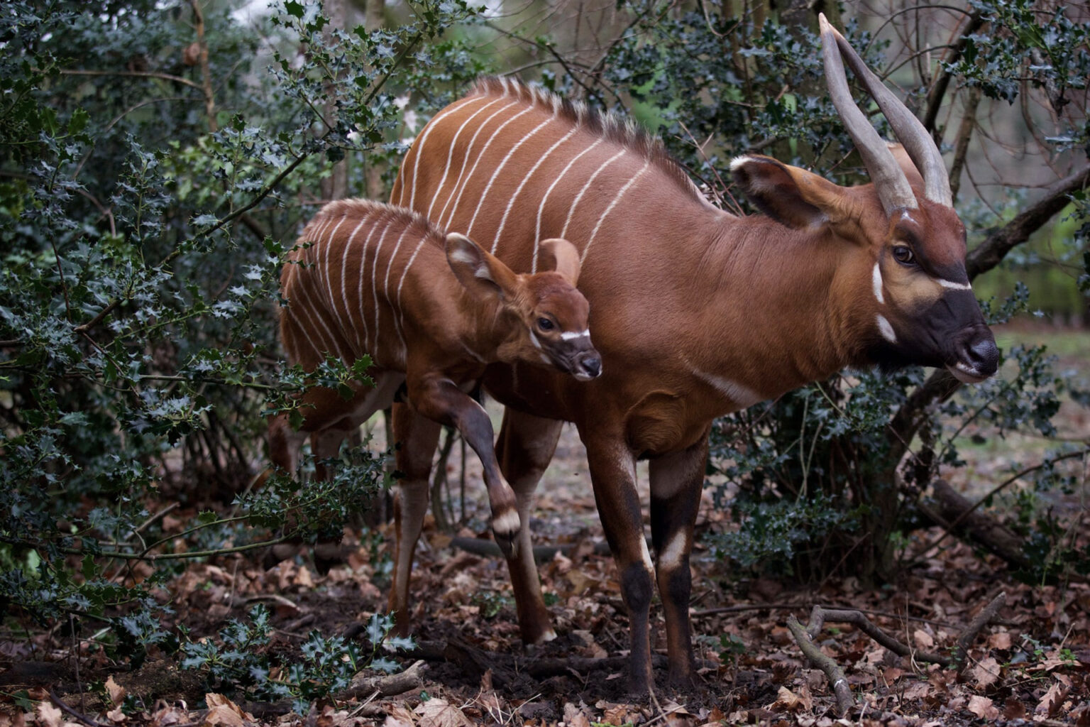 Mountain Bongo Project – Protecting Kenya’s last wild mountain bongos