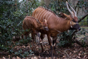 Mountain Bongo Project – Protecting Kenya’s last wild mountain bongos