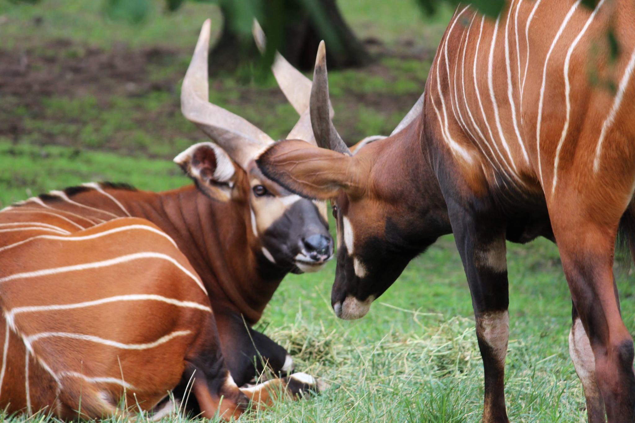 Conservation status – Mountain Bongo Project