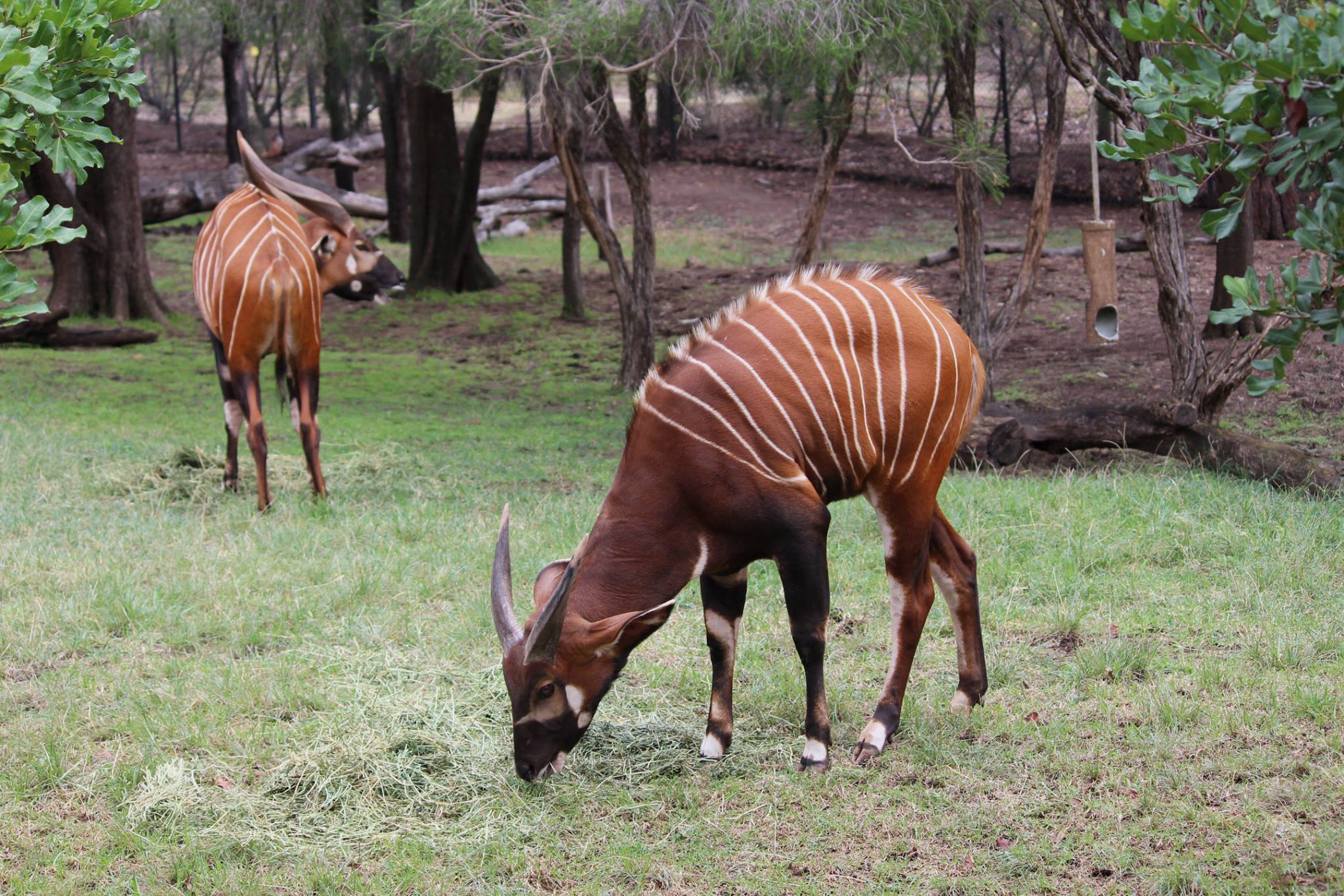 Conservation status – Mountain Bongo Project
