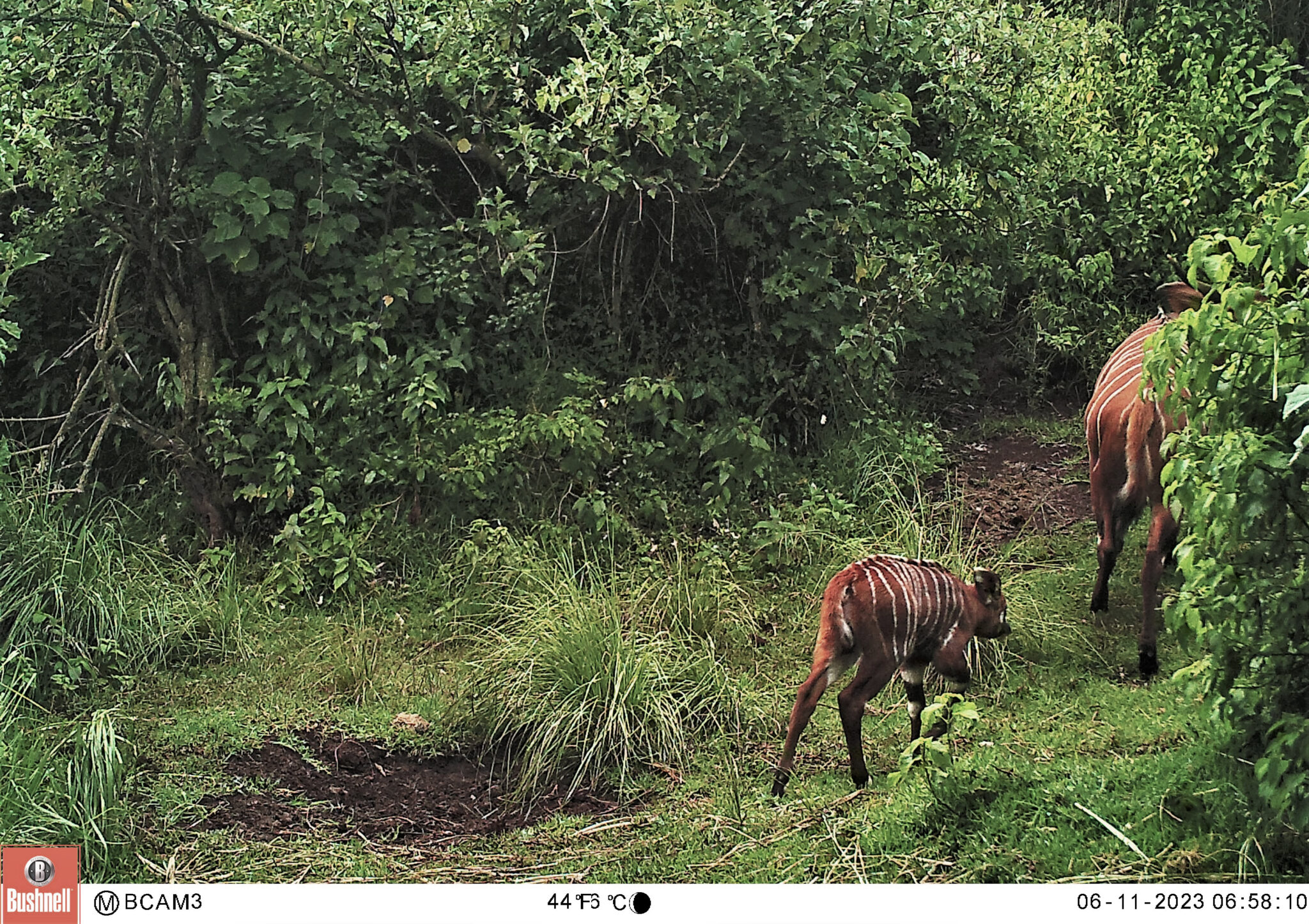 Conservation status – Mountain Bongo Project
