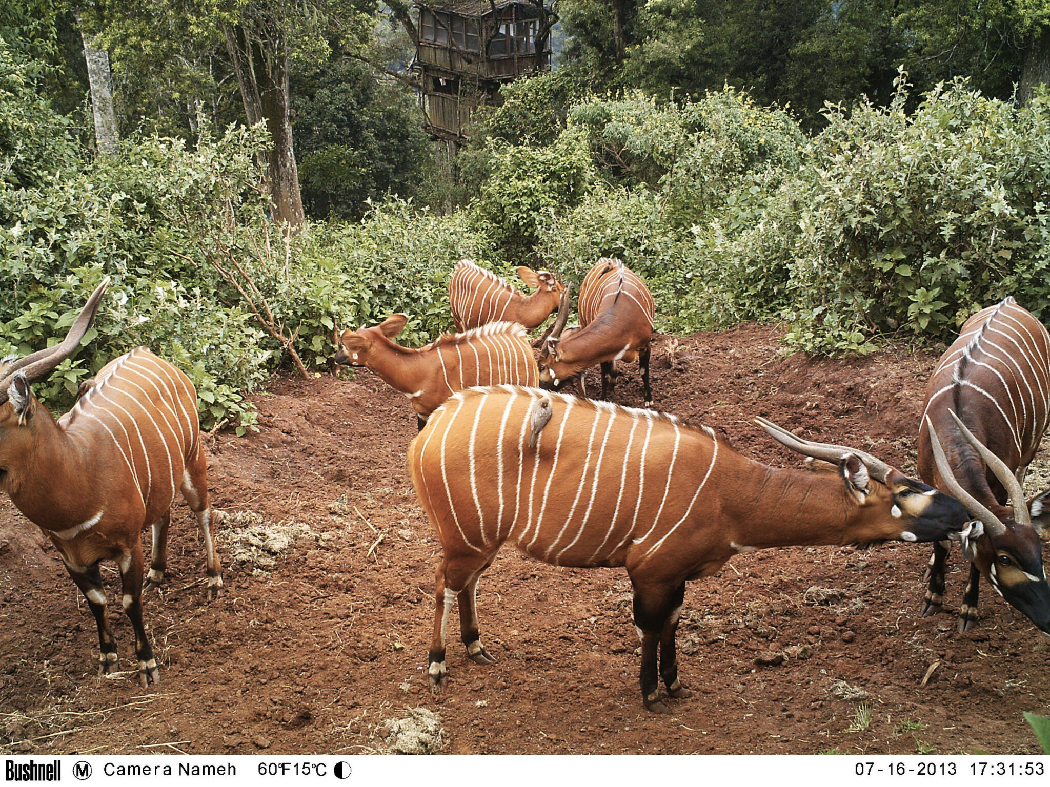 What we do – Mountain Bongo Project