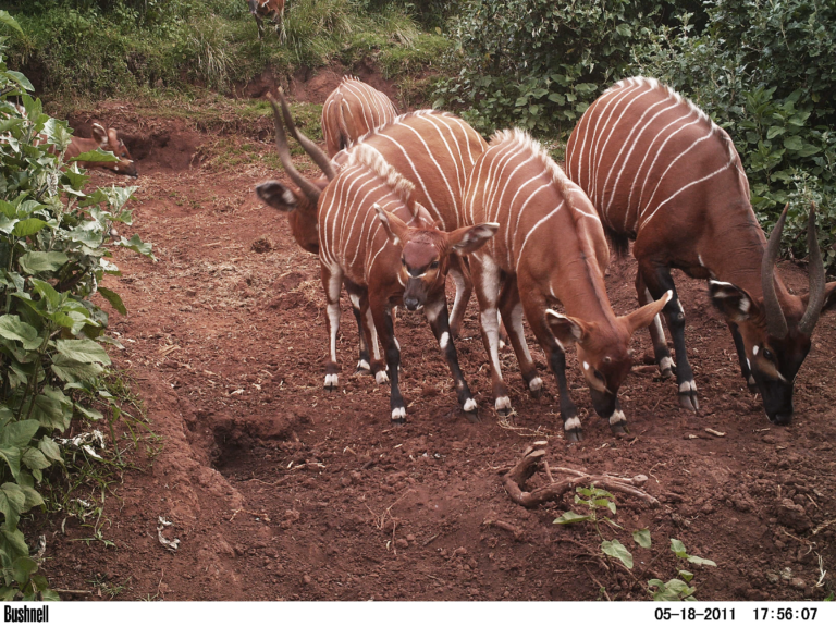 Mountain Bongo Project – Protecting Kenya’s last wild mountain bongos